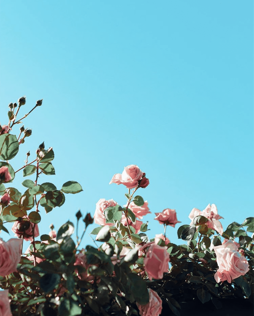 Summer flower photography tips that 99% of people don't know about ...